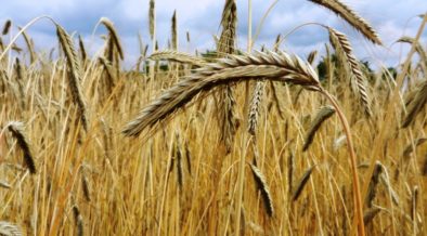 Buscando una definición: ¿qué hace a los granos enteros, enteros ...