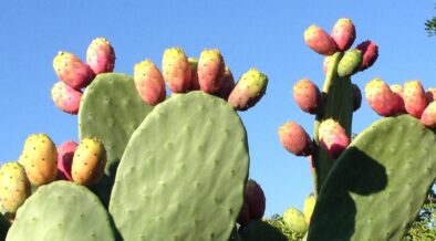 Reconociendo al xoconostle – Hablemos Claro